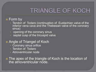 Internal feature of right and left atria | PPTX