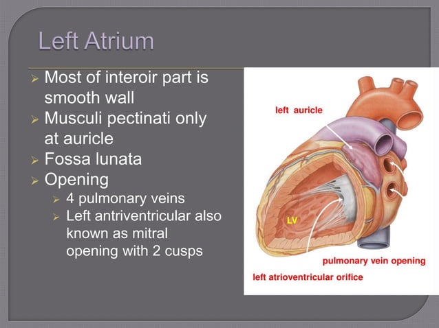 Internal feature of right and left atria | PPTX