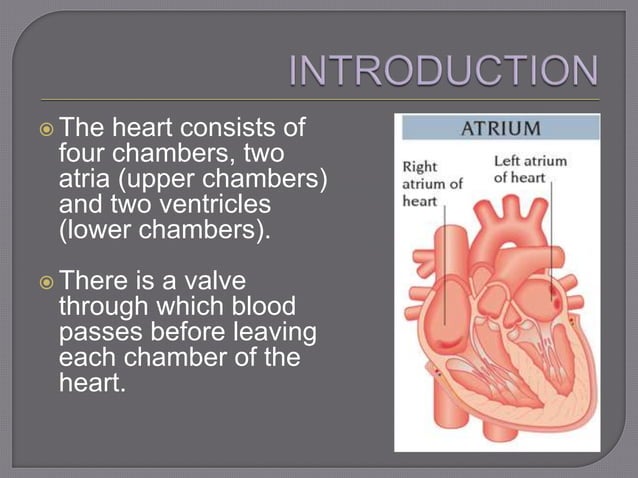 Internal feature of right and left atria | PPTX