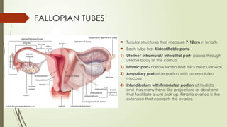 InternalGenitaliaFemale - anatomy of uterus ft ovaries | PPTX