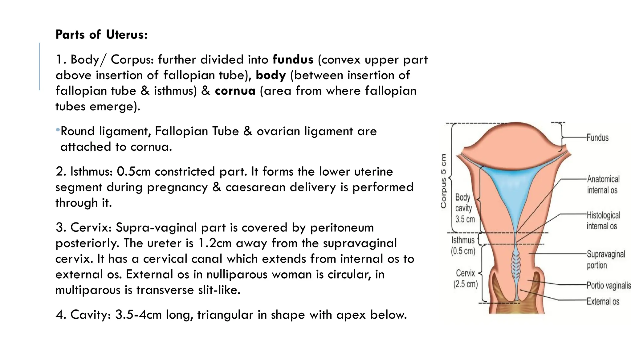 ANATOMY OF FEMALE INTERNAL GENITAL ORGANS.pptx