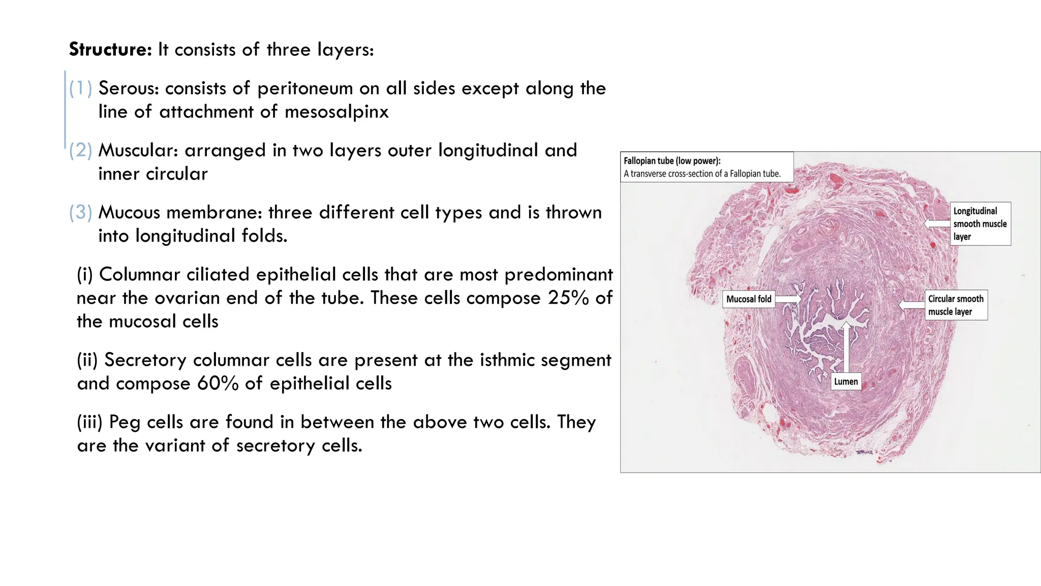 ANATOMY OF FEMALE INTERNAL GENITAL ORGANS.pptx
