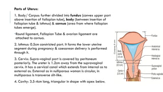 ANATOMY OF FEMALE INTERNAL GENITAL ORGANS.pptx