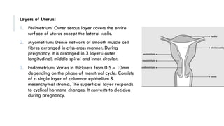 ANATOMY OF FEMALE INTERNAL GENITAL ORGANS.pptx