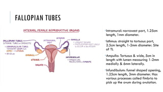 ANATOMY OF FEMALE INTERNAL GENITAL ORGANS.pptx