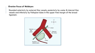 ANATOMY OF FEMALE INTERNAL GENITAL ORGANS.pptx