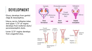 ANATOMY OF FEMALE INTERNAL GENITAL ORGANS.pptx