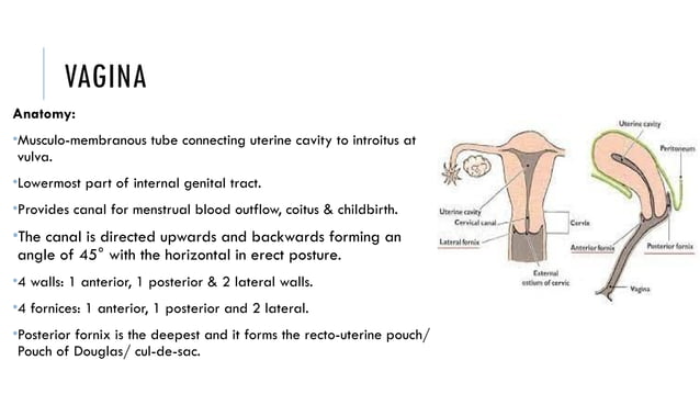 ANATOMY OF FEMALE INTERNAL GENITAL ORGANS.pptx