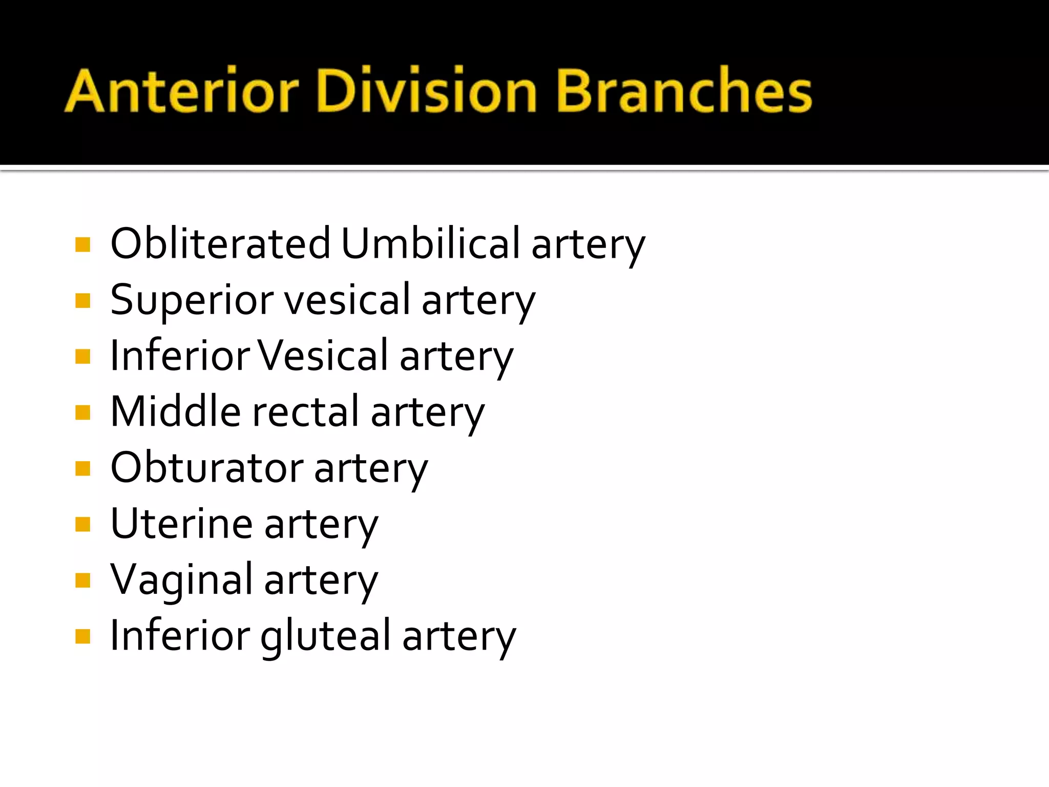 Anatomy of Internal Iliac arteries.pptx