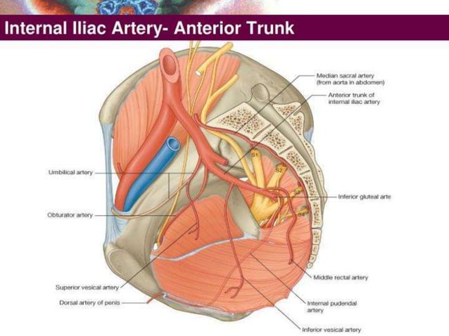 Anatomy of Internal Iliac arteries.pptx