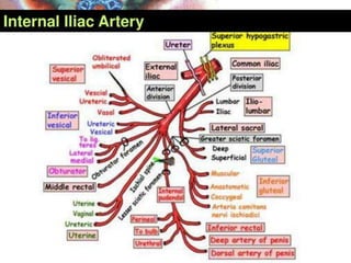 Anatomy of Internal Iliac arteries.pptx