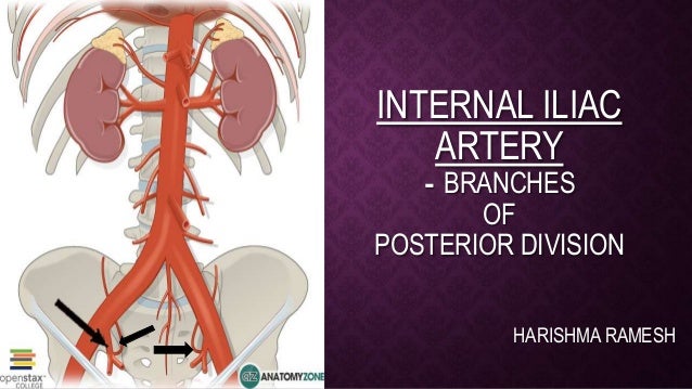 Internal iliac artery