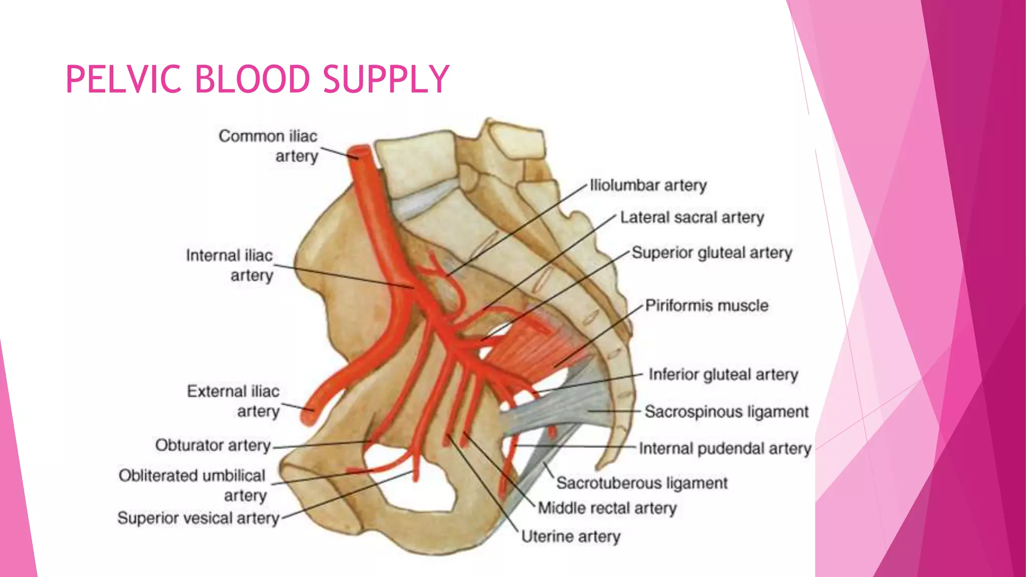 Internal iliac ligation | PPTX
