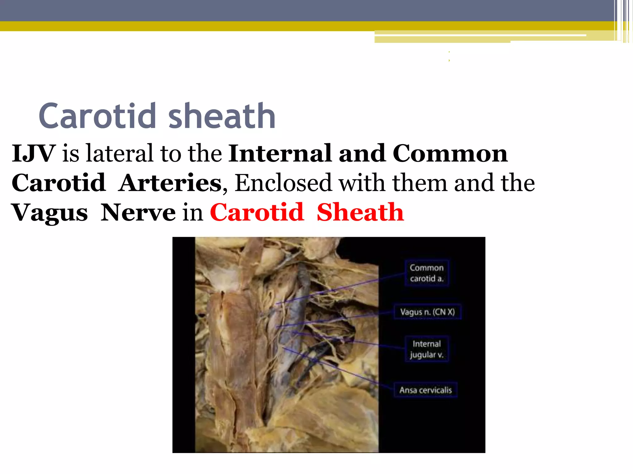 Internaljugularvein dr.meher | PPTX