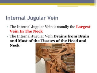 Internaljugularvein dr.meher | PPTX