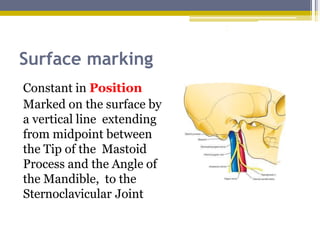Internaljugularvein dr.meher | PPTX | Thyroid Disorders | Endocrine and ...