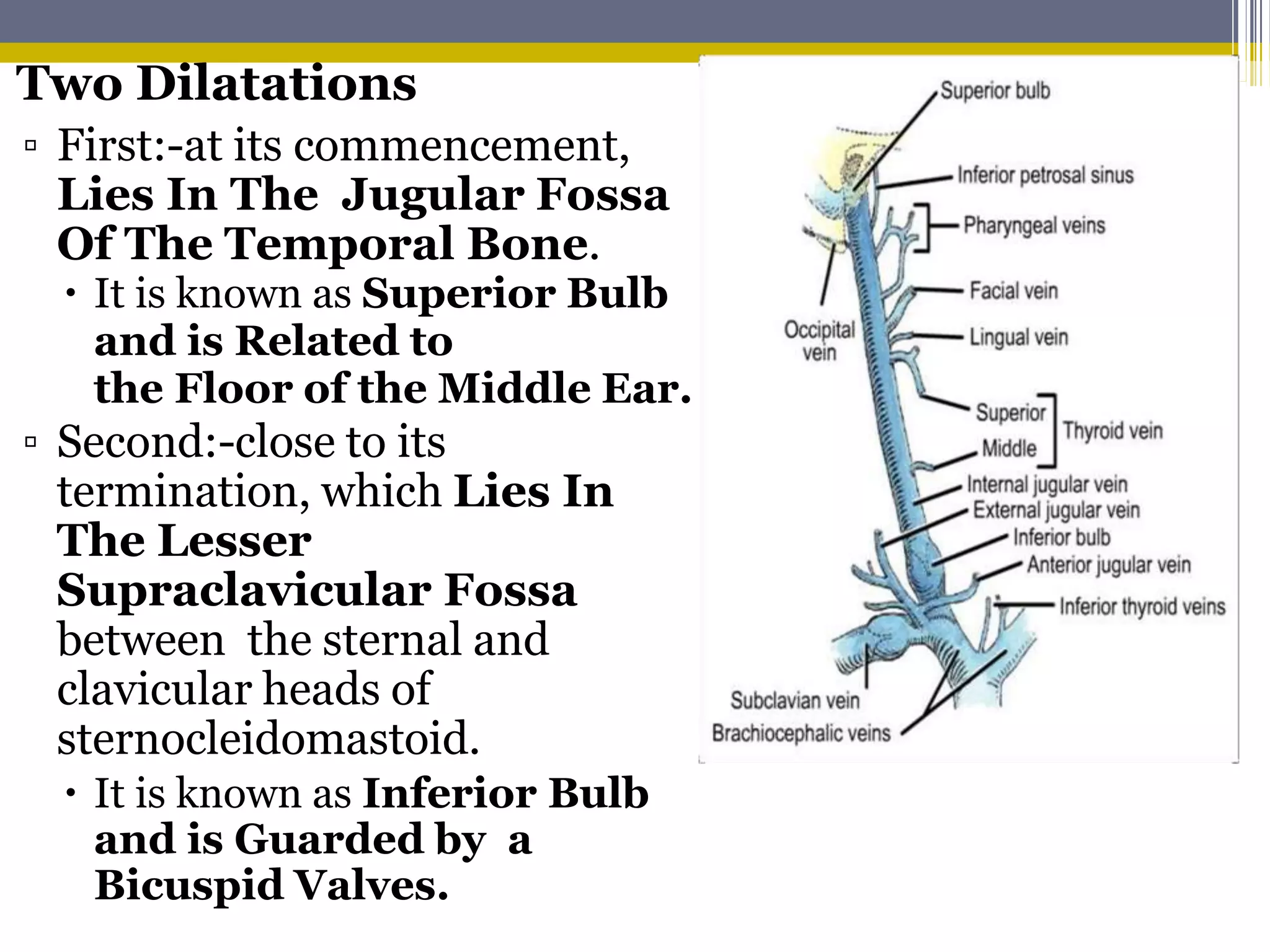 Internal jugular vein by dr.meher | PPTX