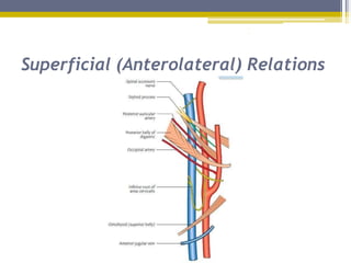 Internal Jugular Vein Relations