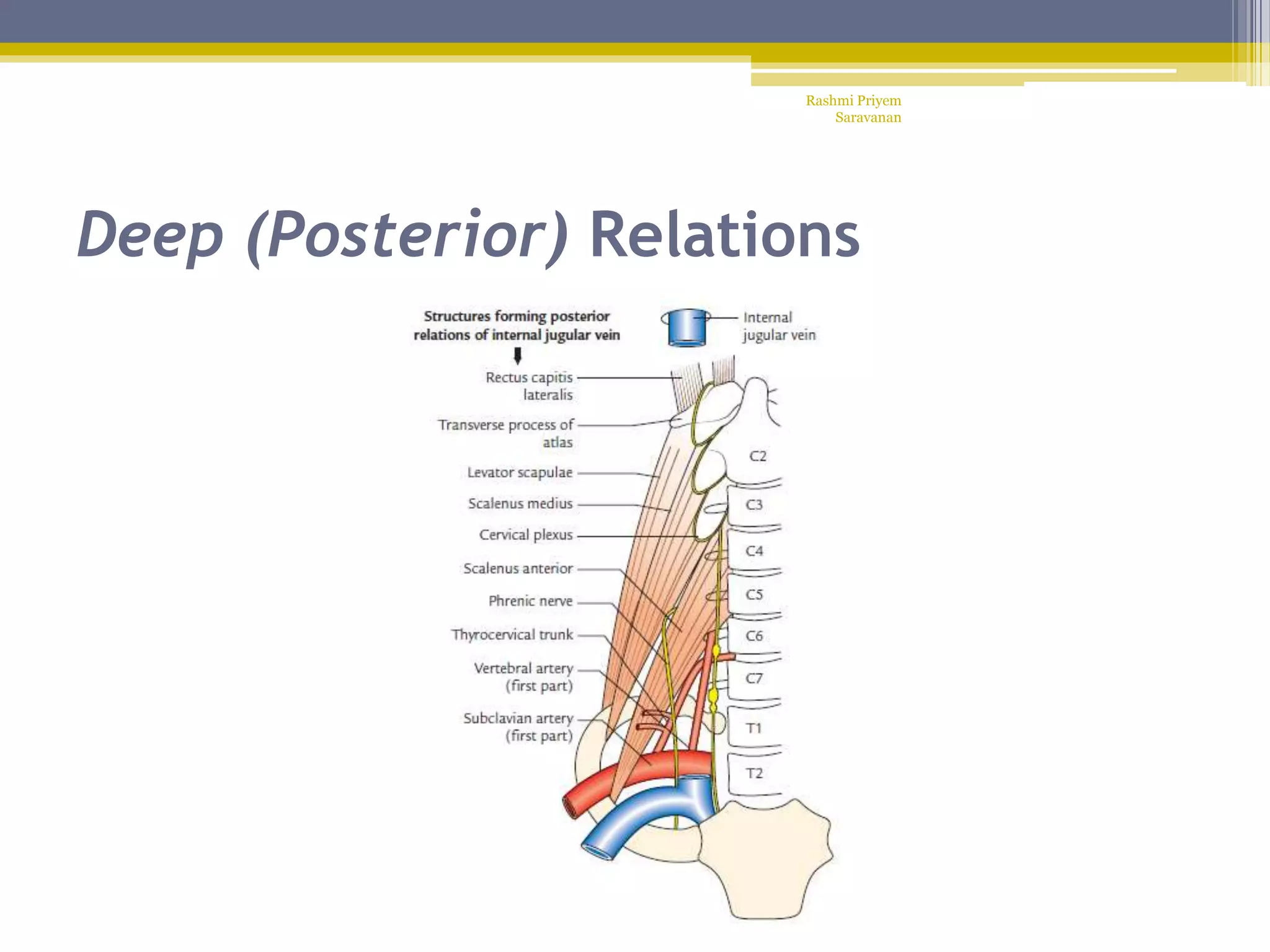 Internal Jugular Vein | PPTX