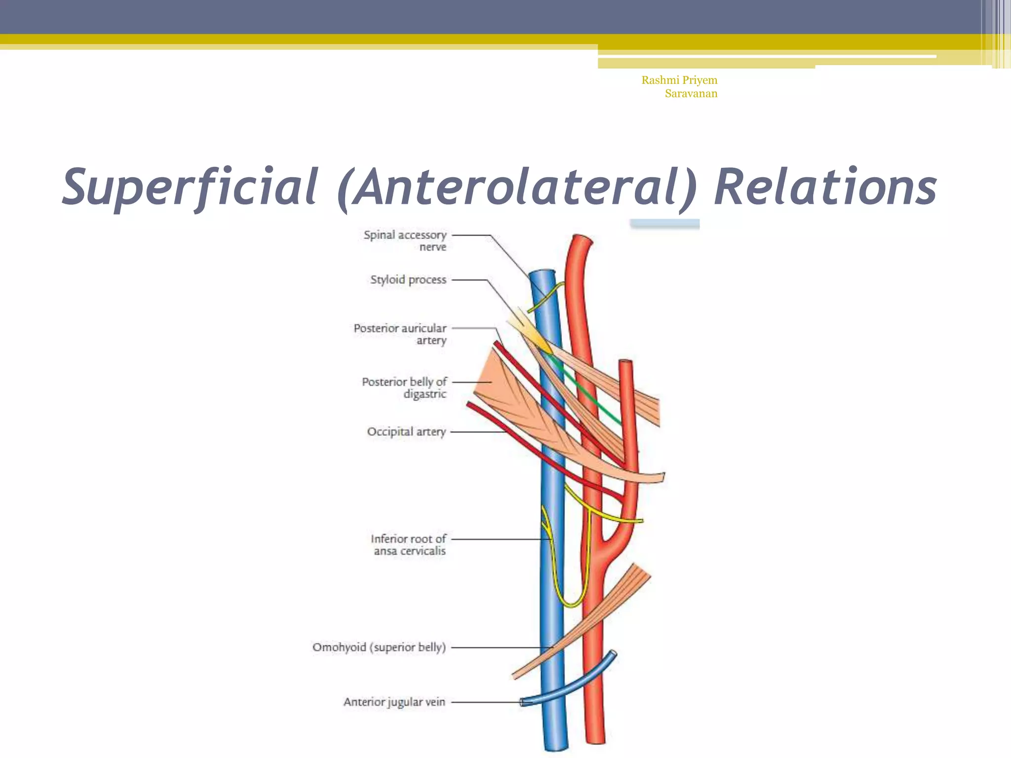 Internal Jugular Vein | PPTX