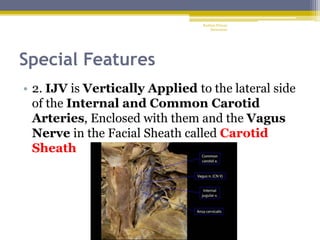 Internal Jugular Vein | PPTX