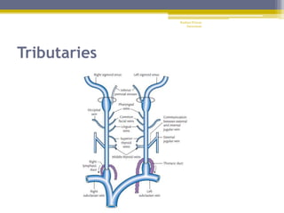 External Jugular Vein Tributaries