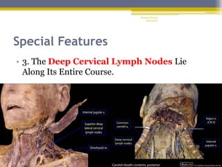 Jugular Veins Cadaver