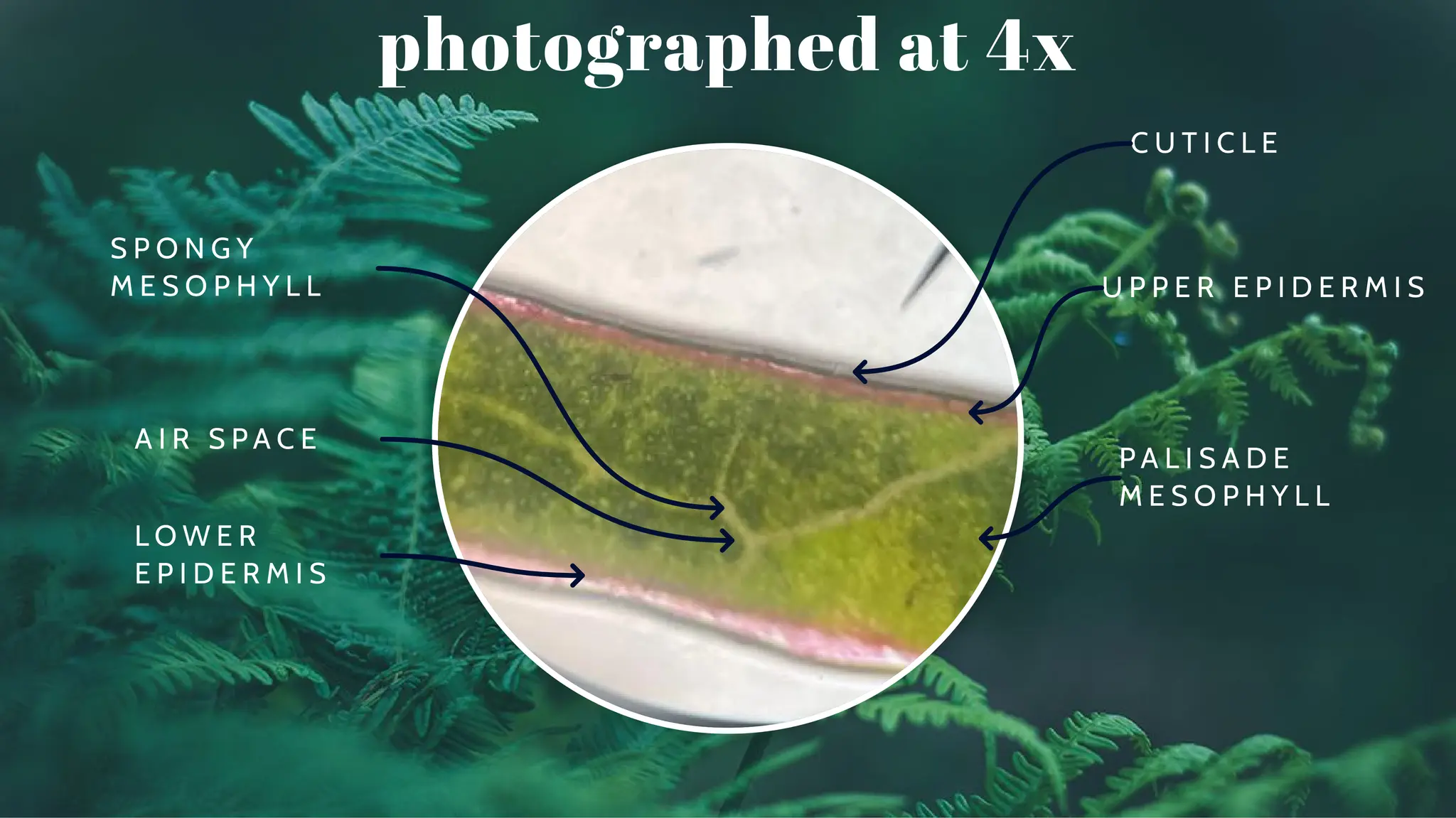 Internal Leaf Anatomy presentacion en ingles para bilogia | PPT