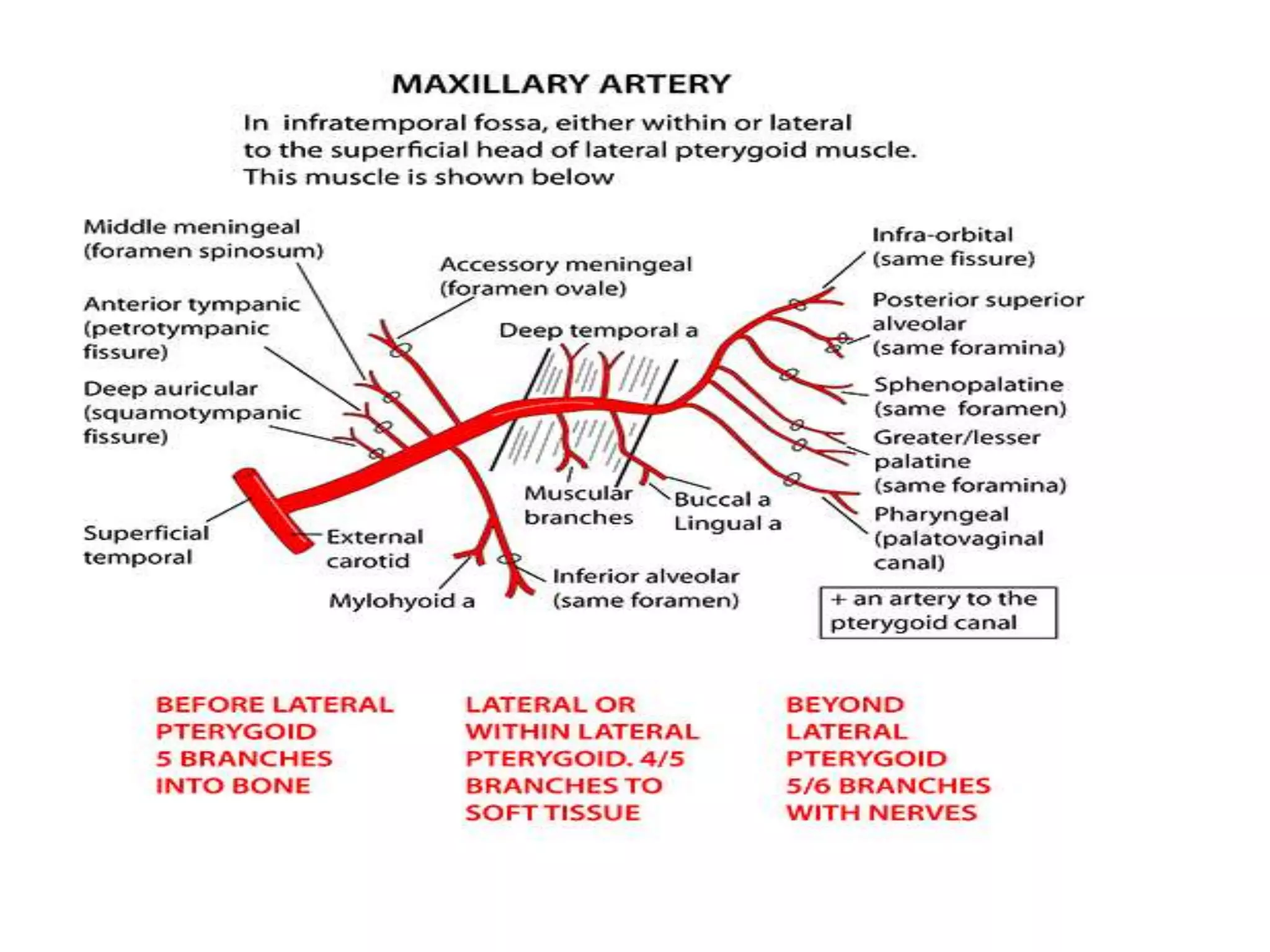 Internal maxillary artery & its branches | PPTX