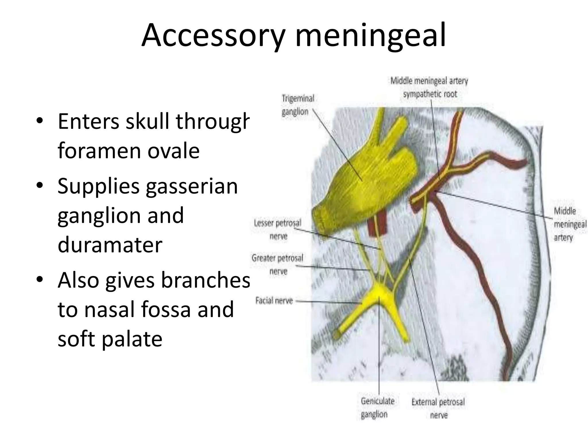 Internal maxillary artery & its branches | PPTX