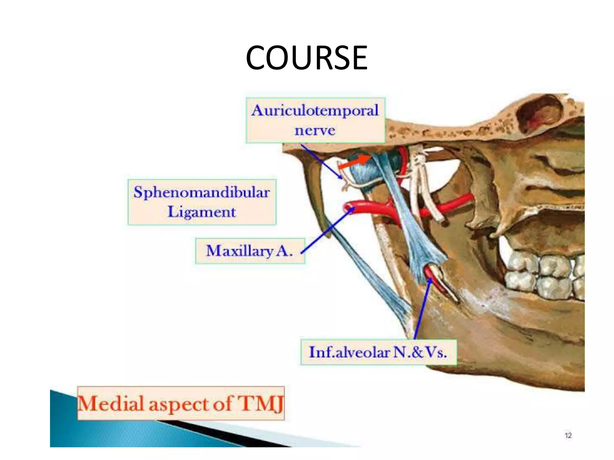 Internal maxillary artery & its branches | PPTX