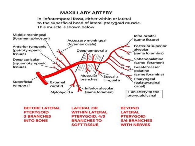 Internal maxillary artery & its branches | PPTX | Ear, Nose and Throat ...
