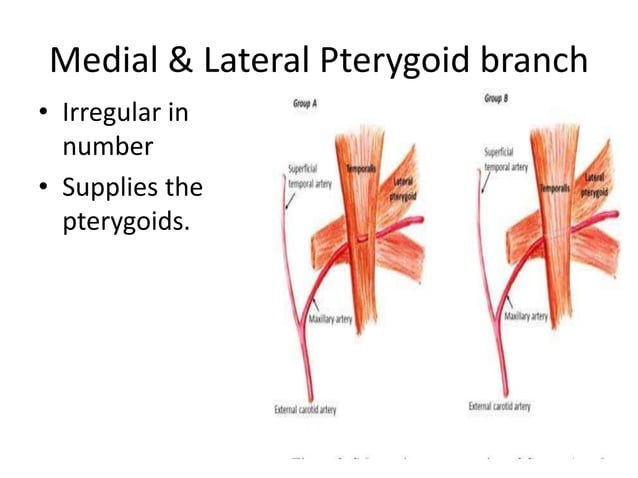 Internal maxillary artery & its branches | PPTX | Ear, Nose and Throat ...