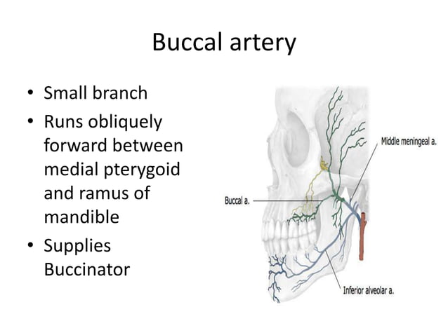 Internal maxillary artery & its branches | PPTX | Ear, Nose and Throat ...