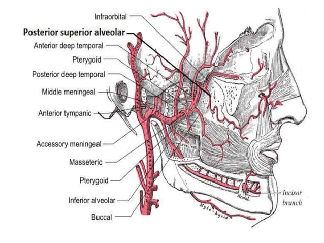 Internal maxillary artery & its branches | PPTX | Ear, Nose and Throat ...