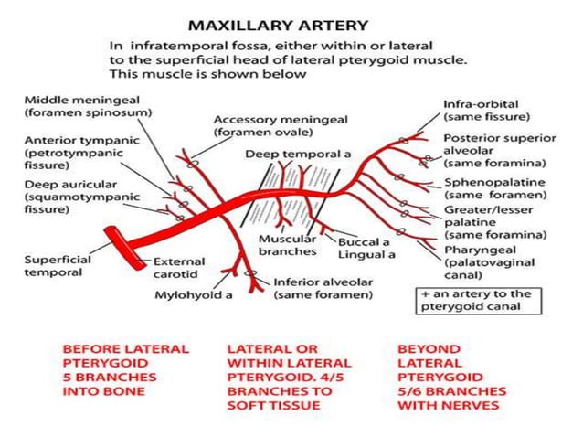Internal maxillary artery & its branches | PPTX | Ear, Nose and Throat ...