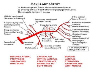 Branches Of Maxillary Artery