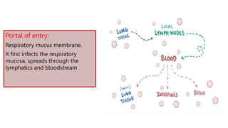 Measles and Rubella | PPT