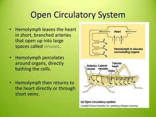 Internal morphology circulatory system | PPTX | Heart and ...