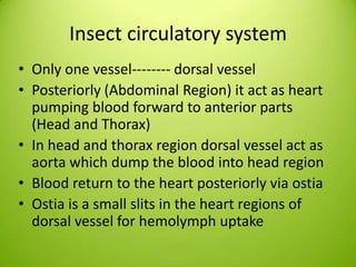 Internal morphology circulatory system | PPTX | Heart and ...