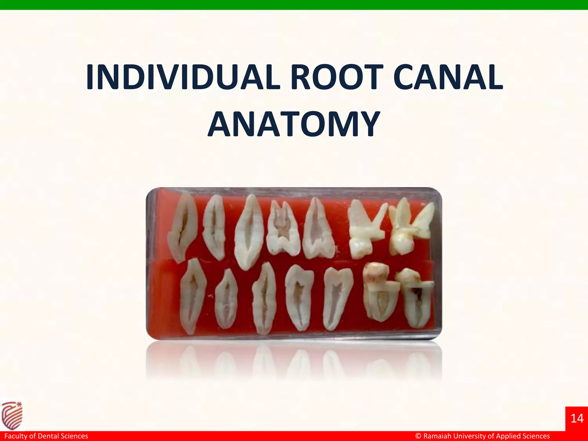 Internal morphology of permanent teeth | PPTX