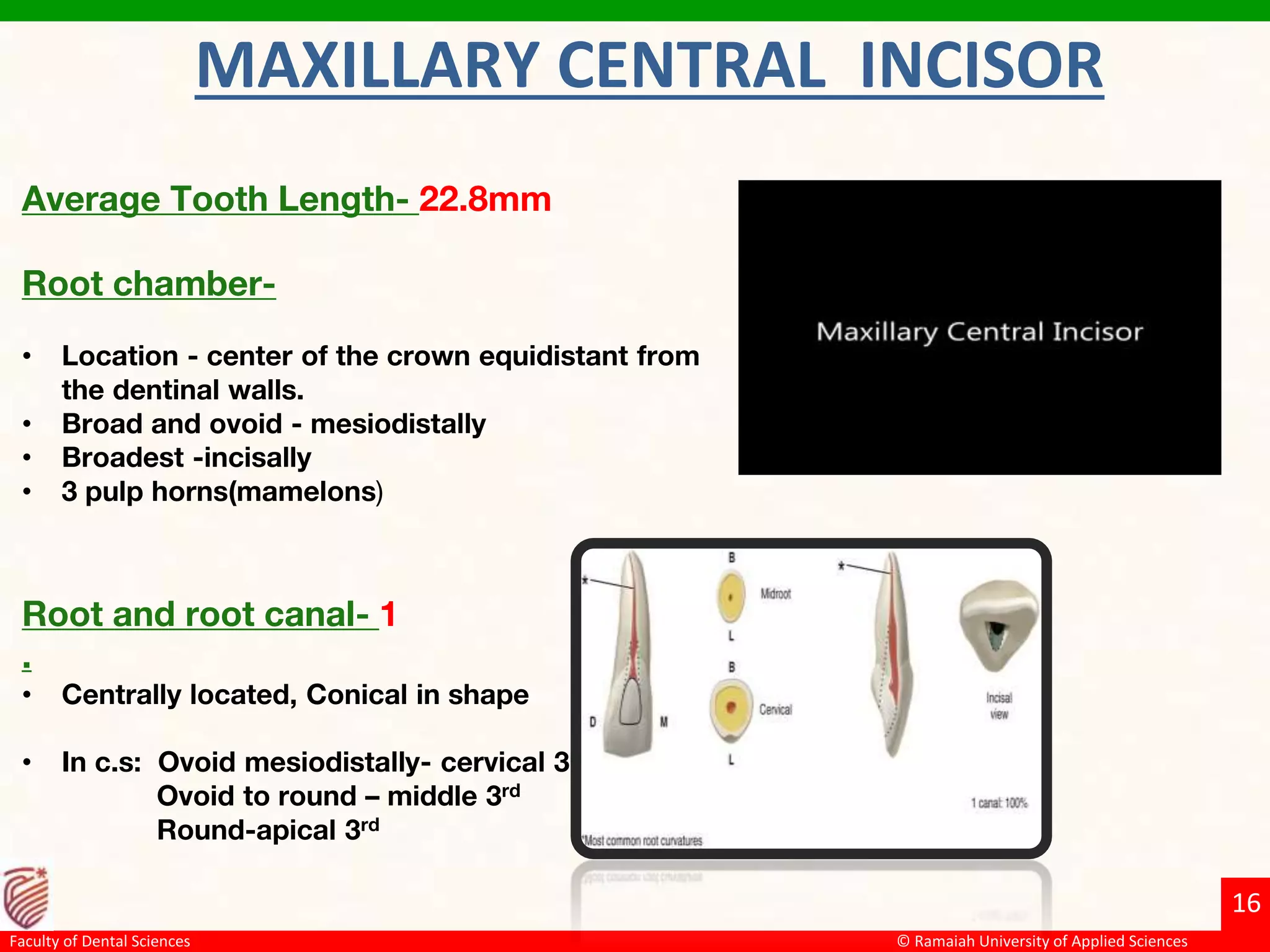 Internal morphology of permanent teeth | PPTX