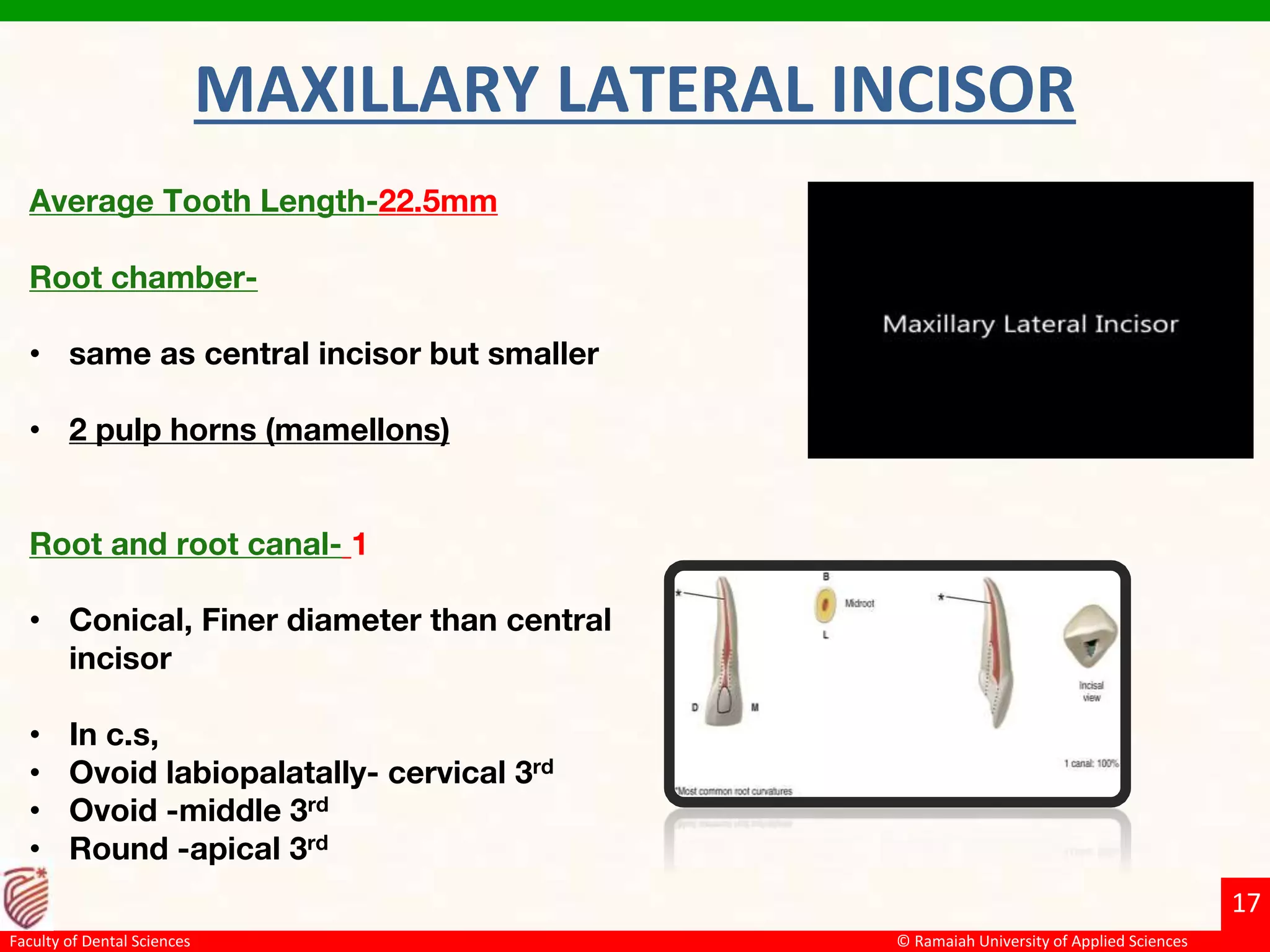 Internal morphology of permanent teeth | PPTX
