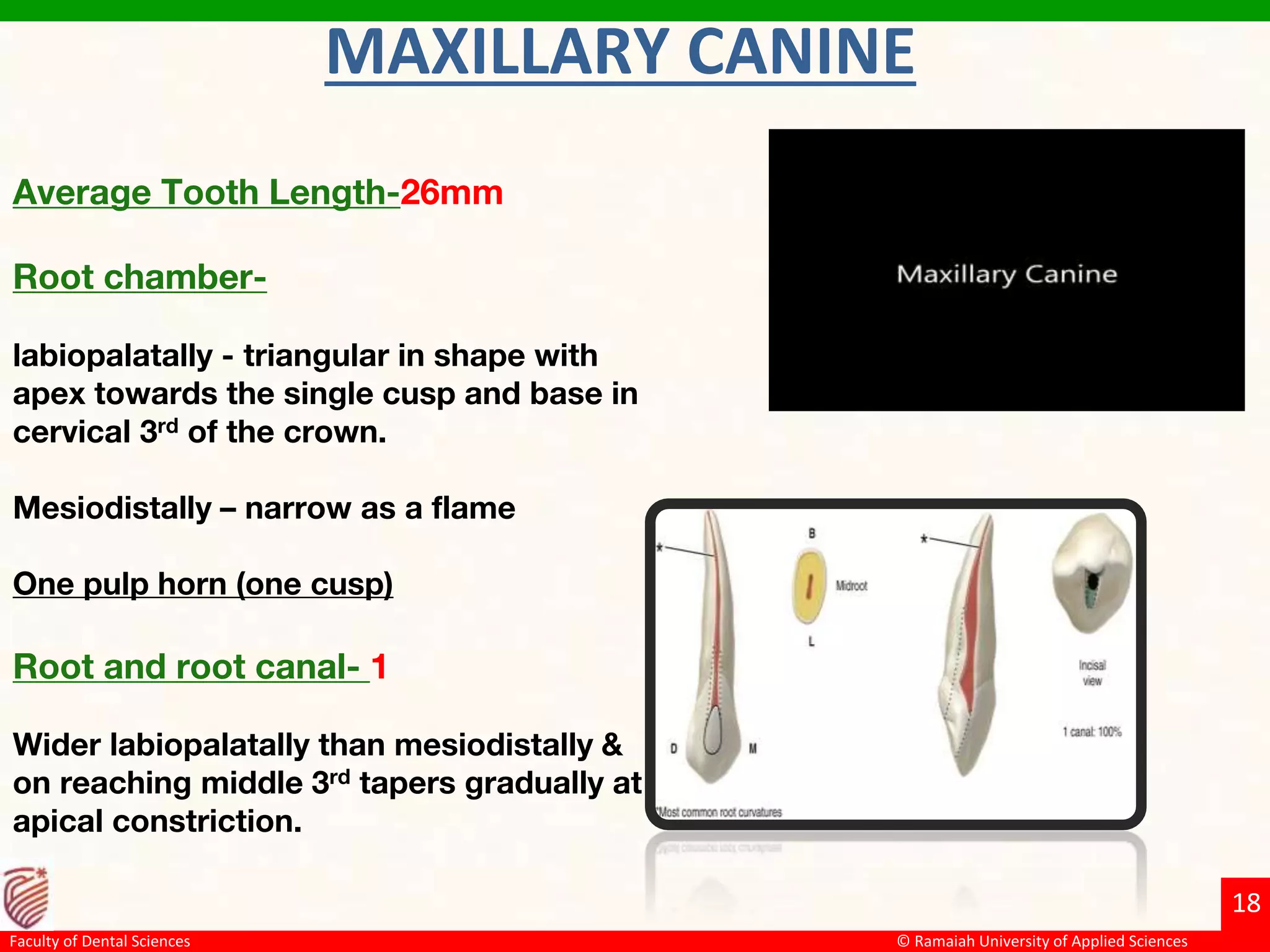Internal morphology of permanent teeth | PPTX