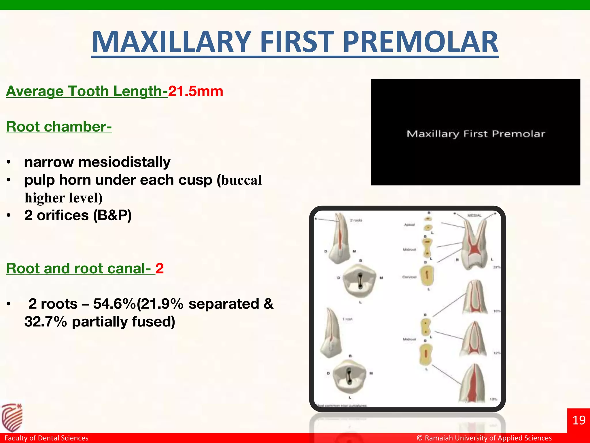 Internal morphology of permanent teeth | PPTX