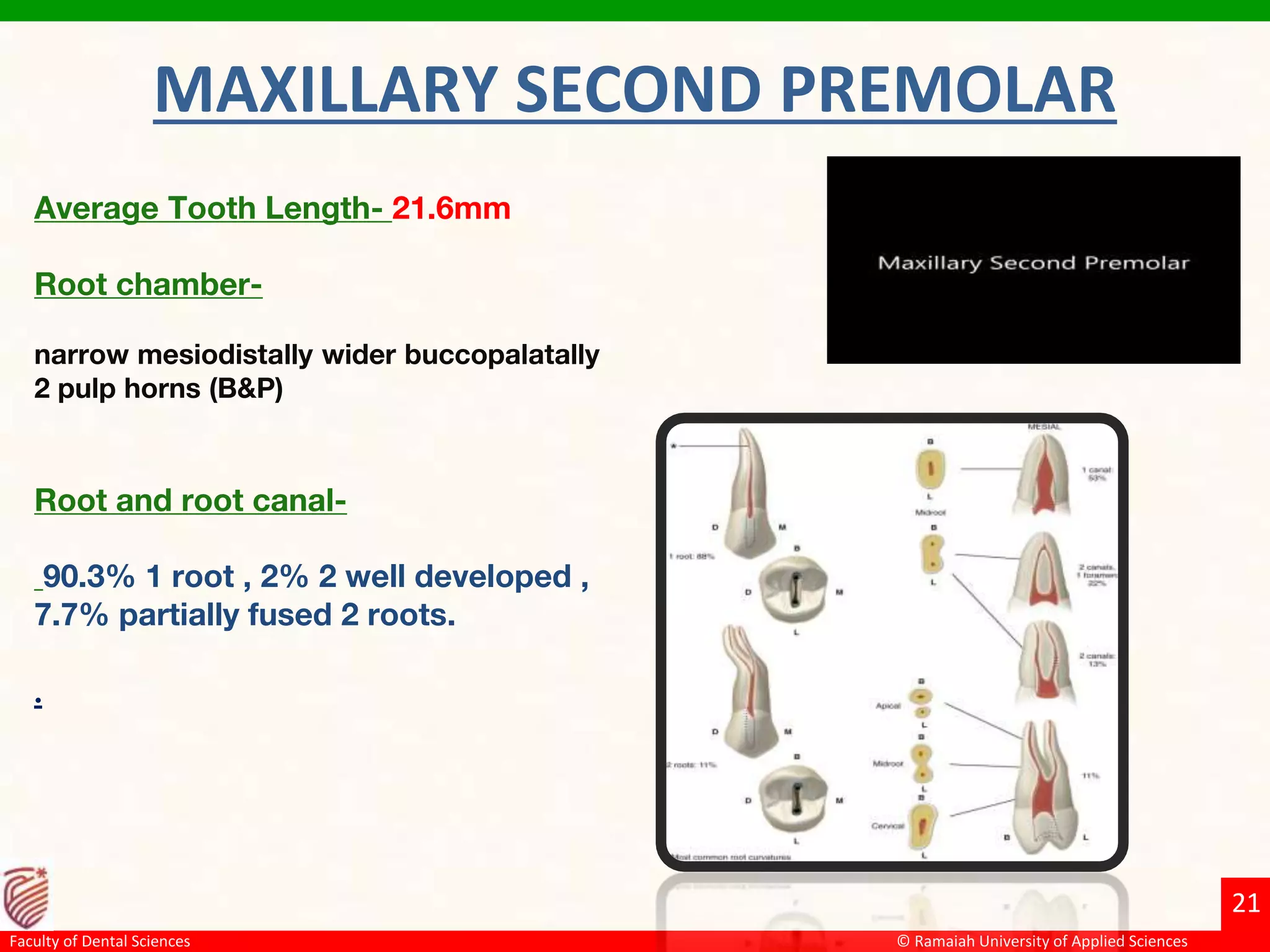 Internal morphology of permanent teeth | PPTX