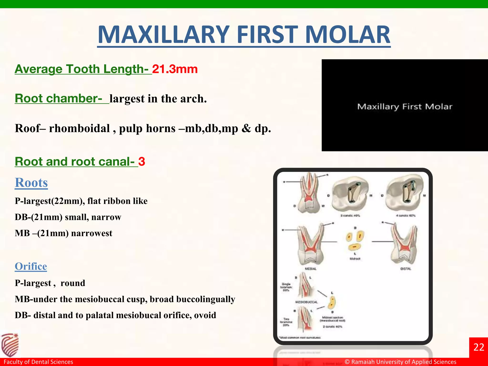 Internal morphology of permanent teeth | PPTX