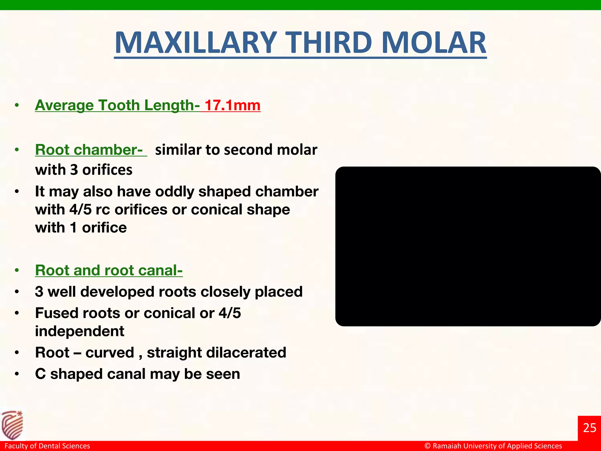 Internal morphology of permanent teeth | PPTX