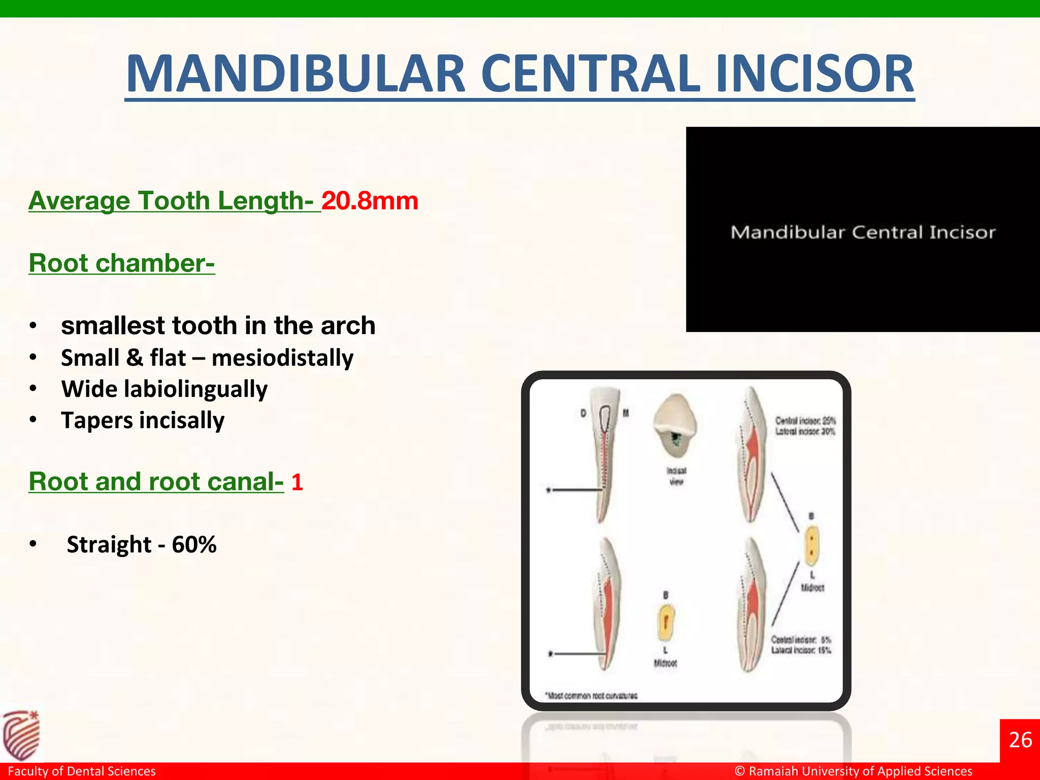 Internal morphology of permanent teeth | PPTX