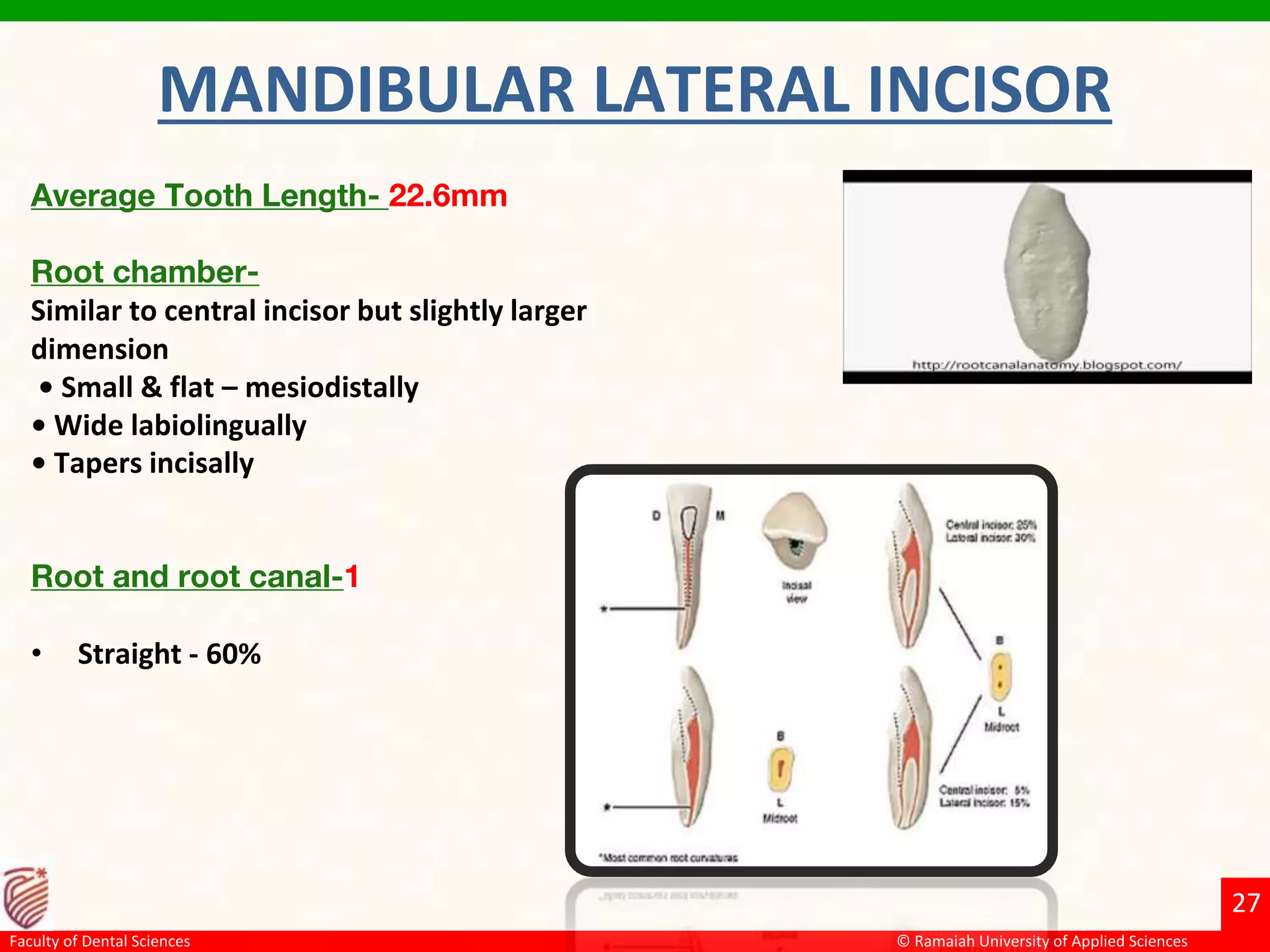 Internal morphology of permanent teeth | PPTX